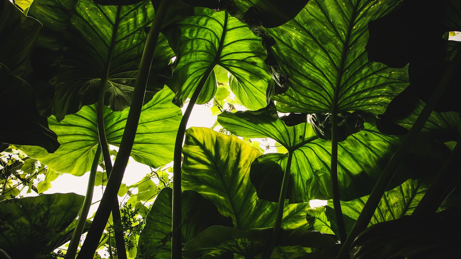 What Is Plant Taxonomy? - Plant Biology and Gardening Insights